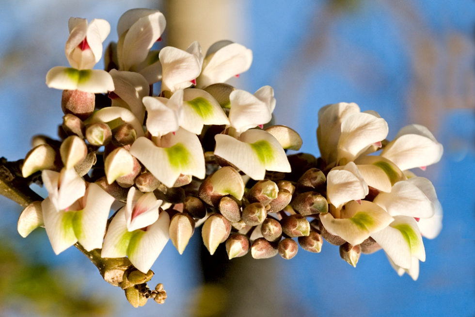 5 Key Benefits of Jamaican Dogwood – Botanical Institute
