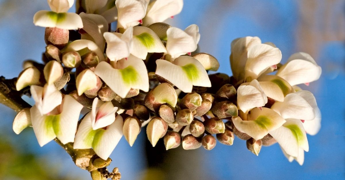 Botanical Institute – The leading resource on herbal medicine