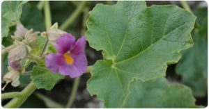 7 Key Benefits Of Devil's Claw: Dosage & Safety | The Botanical Institute