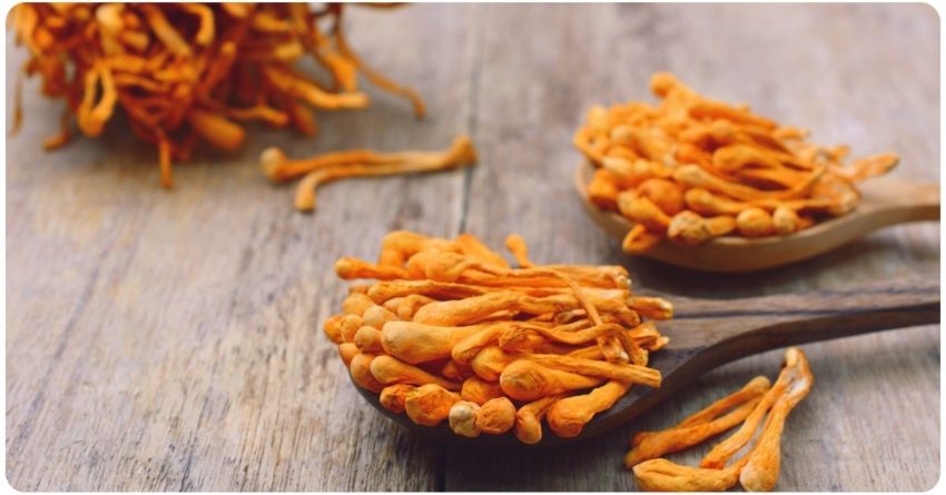 Cordyceps: Nutrition & Medicinal Constituents | The Botanical Institute