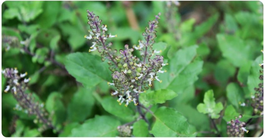 5 Tulsi Holy Basil Benefits: Dosage & Safety | The Botanical Institute