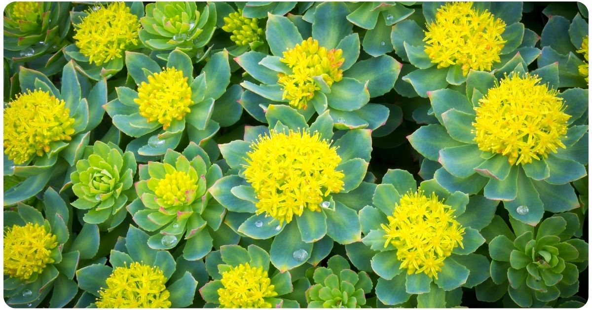 4 Rhodiola Benefits: Dosage & Safety | The Botanical Institute