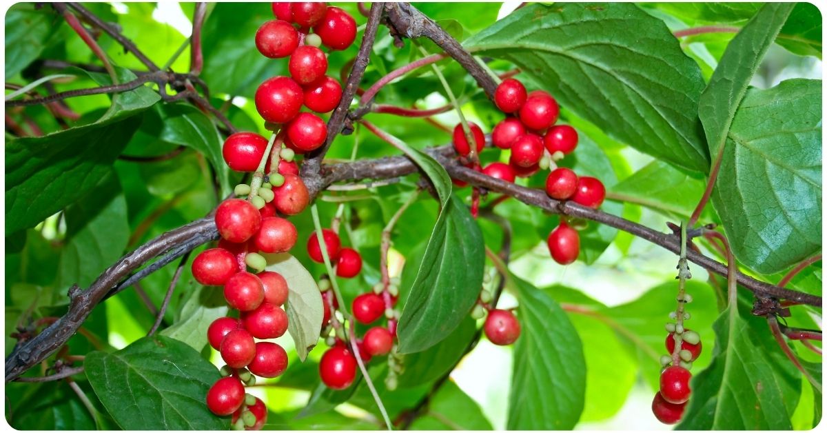 3 Benefits Of Schisandra: Dosage, Safety, & Preparation | The Botanical ...