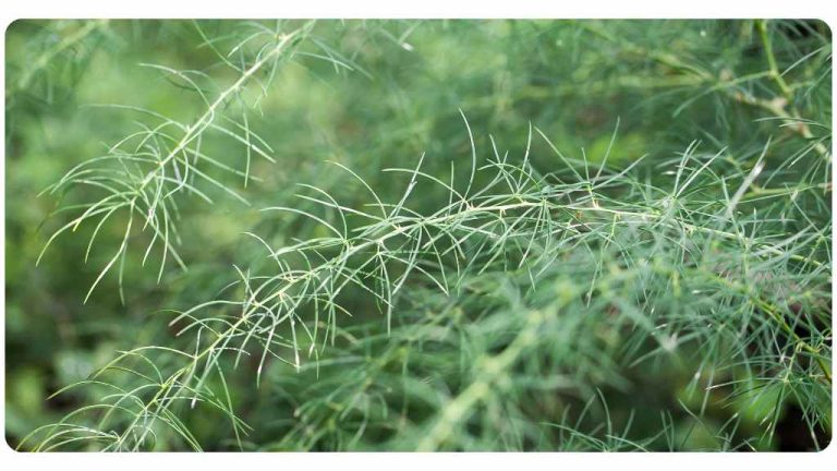 5 Benefits Of Shatavari: Dosage, Safety, & More | The Botanical Institute