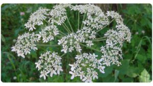 Osha Root: 5 Key Benefits, Dosage, Safety | The Botanical Institute