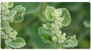Horehound: 5 Key Benefits, Dosage, Safety | The Botanical Institute
