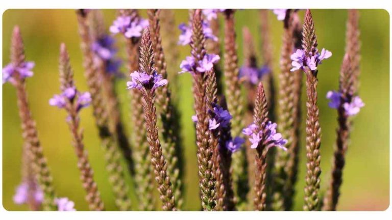 Blue Vervain: 4 Key Benefits, Dosage, & Safety | The Botanical Institute