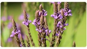 Blue Vervain: 4 Key Benefits, Dosage, & Safety | The Botanical Institute