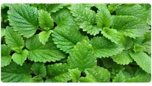 8 Benefits Of Lemon Balm: Dosage & Safety | The Botanical Institute