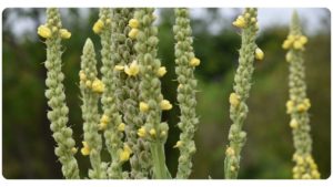 Mullein: 5 Key Benefits, Dosage, & Safety | The Botanical Institute