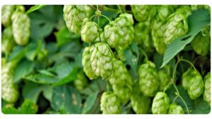 7 Benefits of Hops: Dosage & Safety | The Botanical Institute