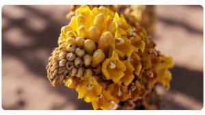 The 6 Best Herbs For Testosterone Production | The Botanical Institute