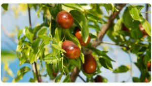 6 Key Jujube Benefits: Dosage & Safety | The Botanical Institute