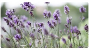 Lavender: 5 Key Benefits, Dosage, & Safety | The Botanical Institute