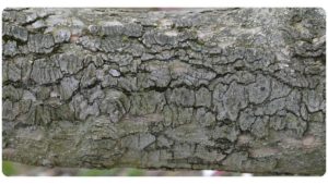 6 Magnolia Bark Benefits: Dosage & Safety | The Botanical Institute