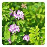 Herb Library | The Botanical Institute