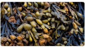 5 Benefits Of Bladderwrack: Dosage & Safety | The Botanical Institute