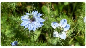 7 Benefits Of Black Seed: Dosage & Safety | The Botanical Institute