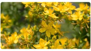 Ashwagandha Vs. St. John's Wort: Similarities & Differences Explained ...