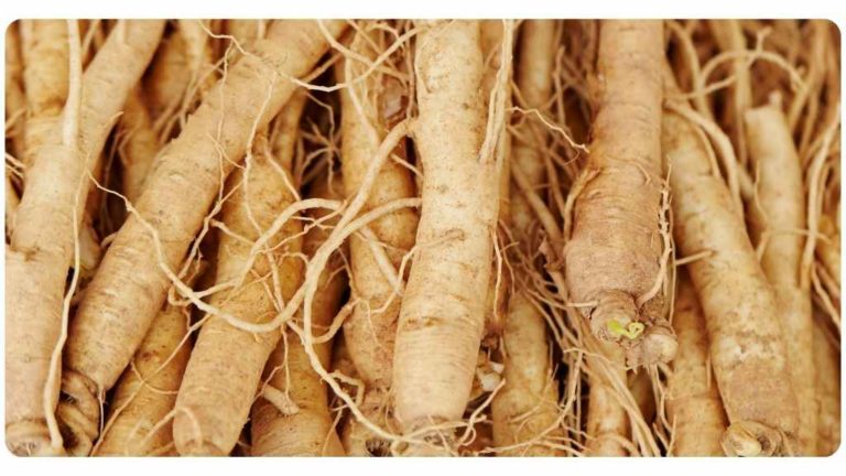 Ginseng Vs. Maca: Similarities & Differences | The Botanical Institute