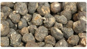 Ginseng Vs. Maca: Similarities & Differences | The Botanical Institute