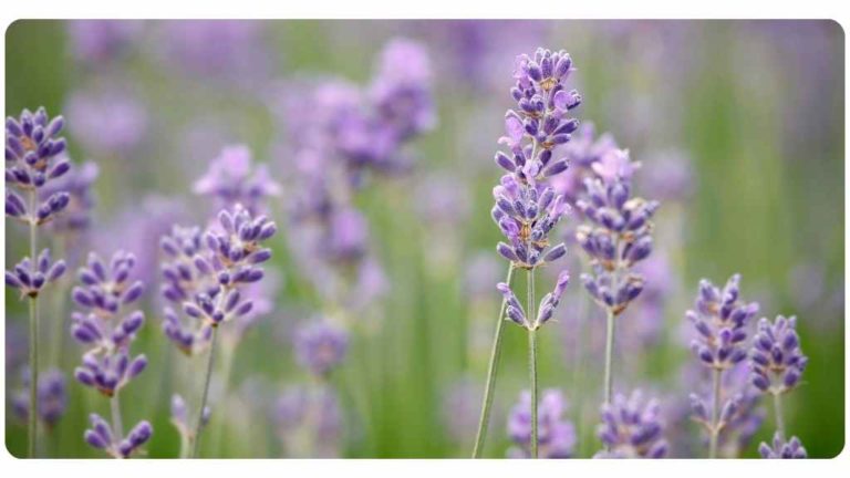 Rosemary Vs. Lavender: Similarities & Differences Explained | The ...