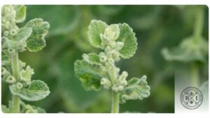 The 5 Best Bitter Herbs | The Botanical Institute