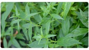 6 Benefits Of Andrographis: Dosage & Safety | The Botanical Institute