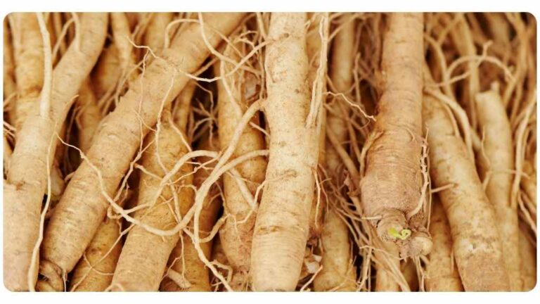 8 Benefits Of Asian Ginseng: Dosage & Safety | The Botanical Institute