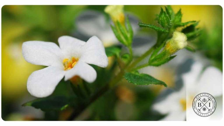 The 6 Benefits Of Bacopa: Dosage & Safety | The Botanical Institute