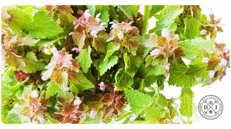 The 5 Best Bitter Herbs | The Botanical Institute