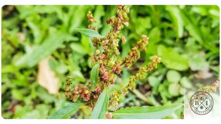 The 5 Best Bitter Herbs | The Botanical Institute