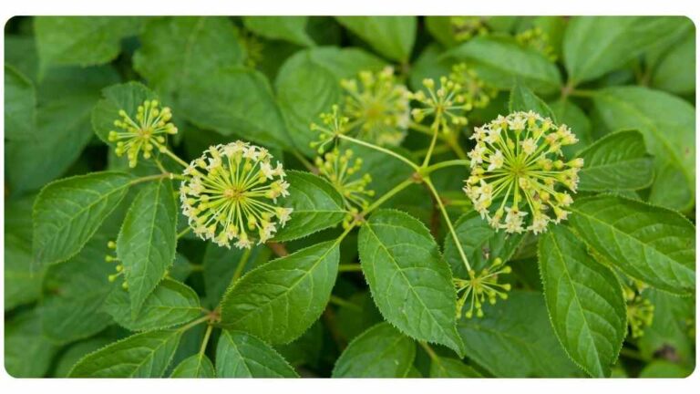 The 9 Best Herbs For Energy | The Botanical Institute