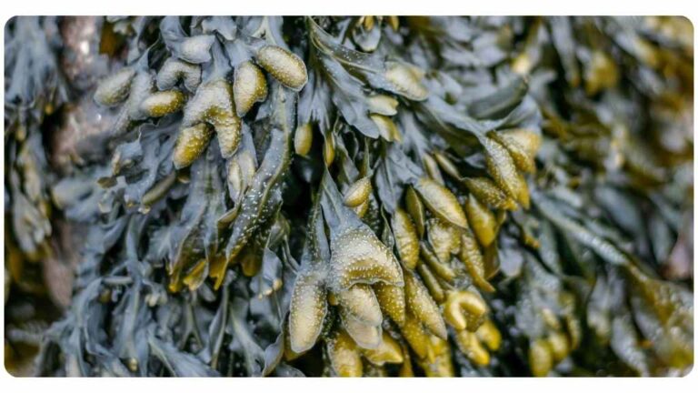 5 Benefits Of Bladderwrack: Dosage & Safety | The Botanical Institute