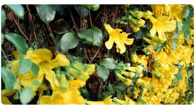 5 Benefits Of Cat's Claw: Dosage & Safety | The Botanical Institute