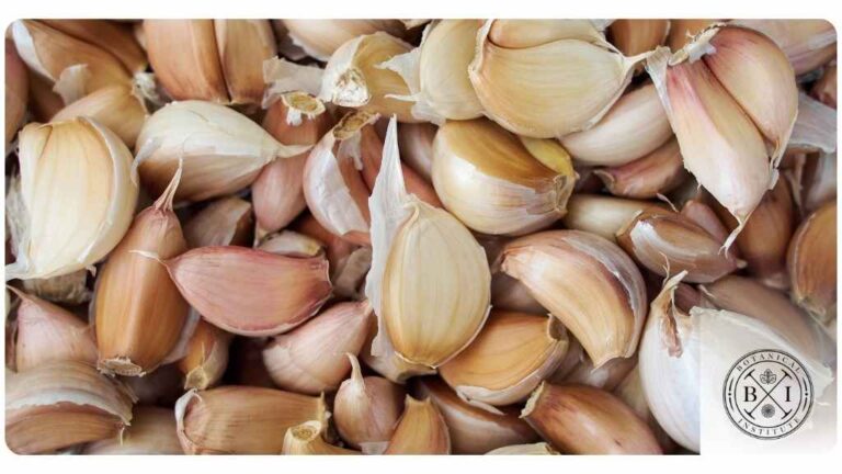 7 Garlic Benefits: Dosage & Safety | The Botanical Institute