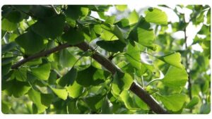 The 7 Benefits Of Ginkgo: Dosage & Safety | The Botanical Institute