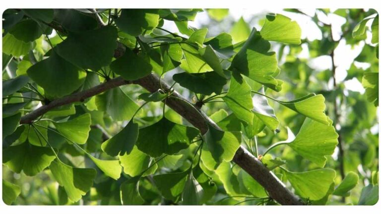 The 7 Benefits Of Ginkgo: Dosage & Safety | The Botanical Institute