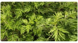 The 10 Best Herbs For Arthritis | The Botanical Institute