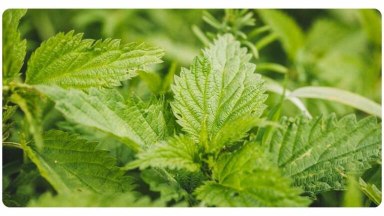 The 10 Best Herbs For Arthritis | The Botanical Institute