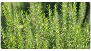 The 9 Best Herbs For Energy | The Botanical Institute