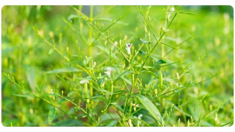 The 10 Best Herbs For Arthritis | The Botanical Institute