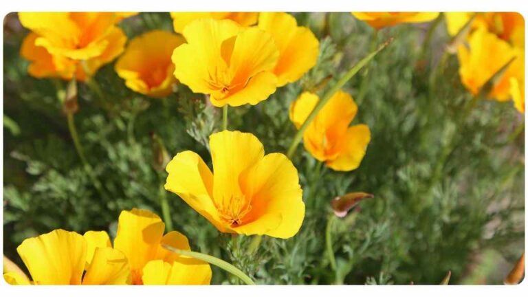 The 10 Best Herbs For Arthritis | The Botanical Institute