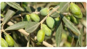6 Olive Leaf Benefits: Dosage & Safety | The Botanical Institute
