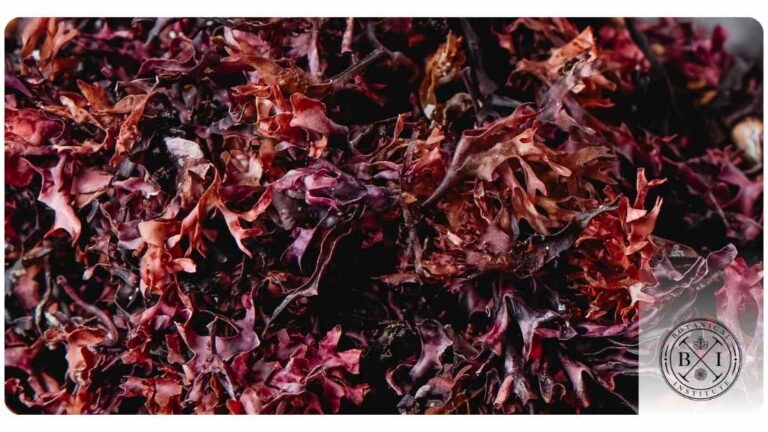 6 Sea Moss Benefits: Safety & Dosage | The Botanical Institute