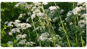 4 Valerian Root Benefits: Dosage & Safety | The Botanical Institute