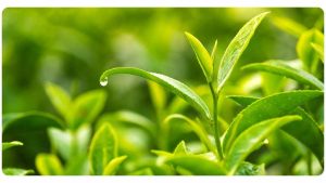 6 Benefits Of Green Tea: Dosage & Safety | The Botanical Institute