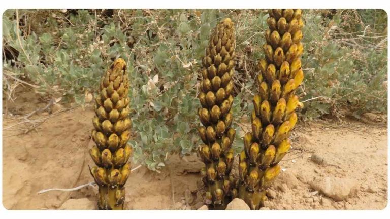 Cistanche Tubulosa Vs. Cistanche Deserticola: Similarities ...