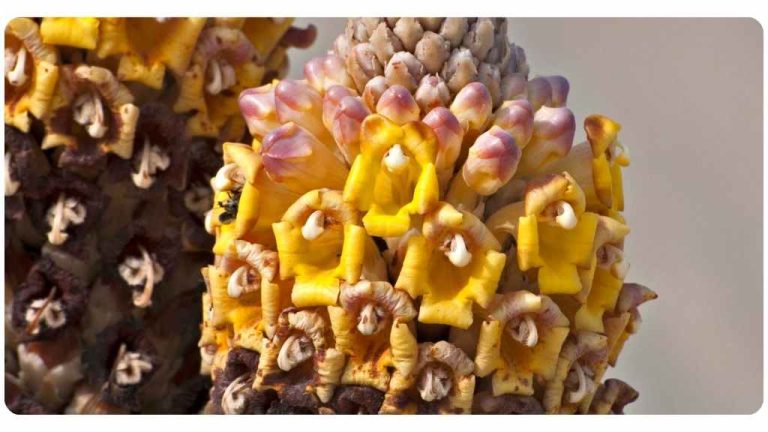 Cistanche Tubulosa Vs. Cistanche Deserticola: Similarities ...