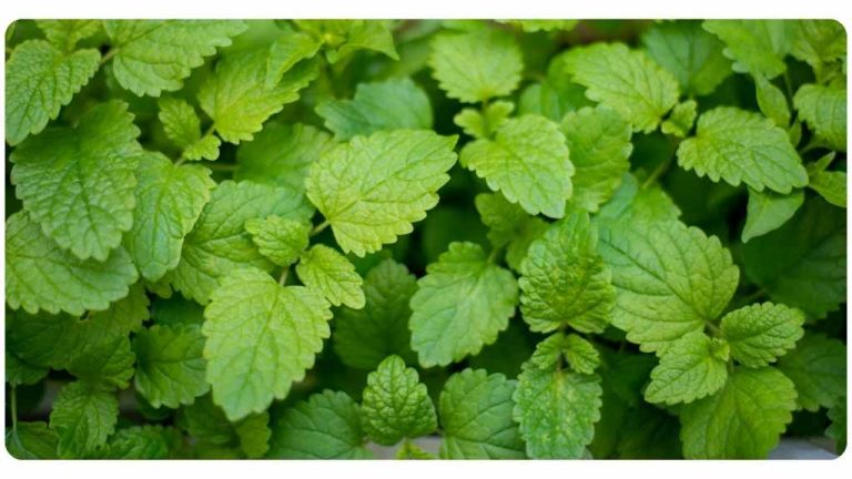 The 10 Best Antibacterial Herbs | The Botanical Institute